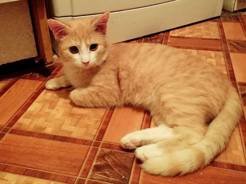 Кот 6 мес