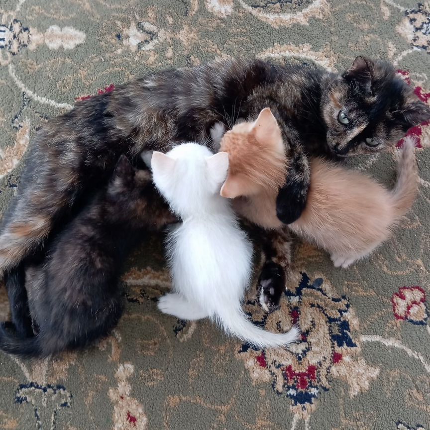 Котята в добрые руки бесплатно