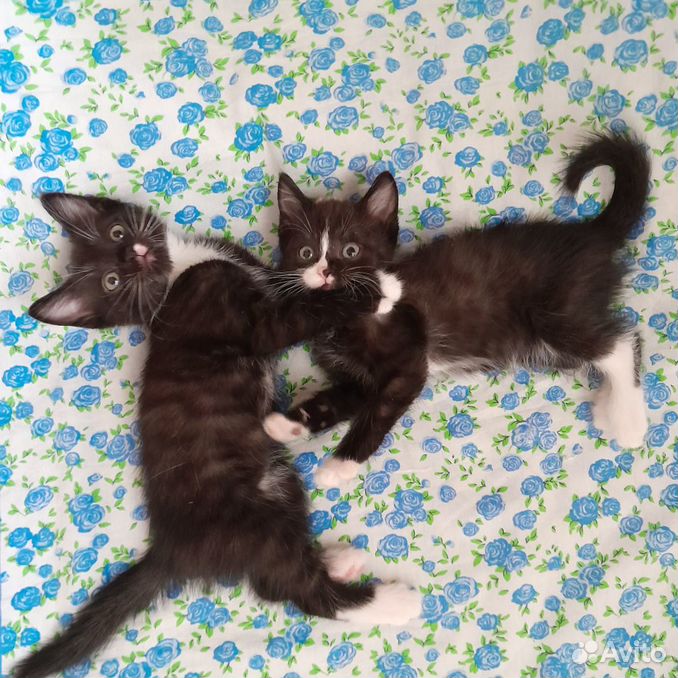 Котятки 2 месяца