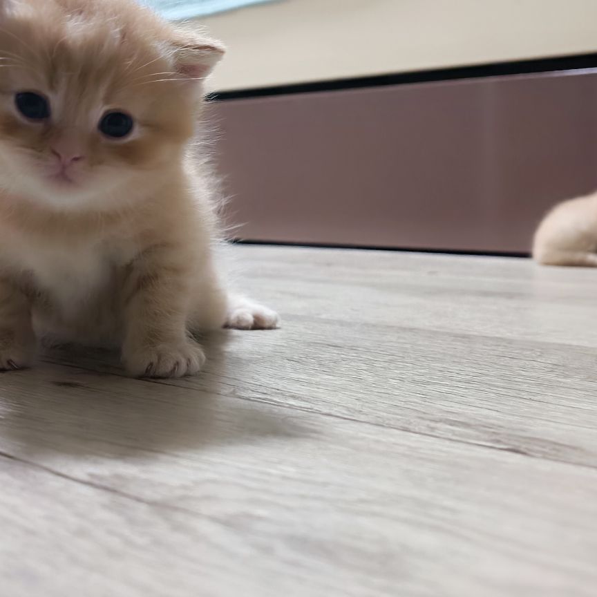 Шотландские котята рыжие