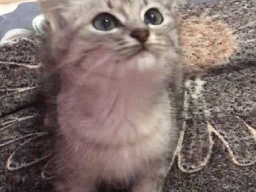 Котенок в добрые руки