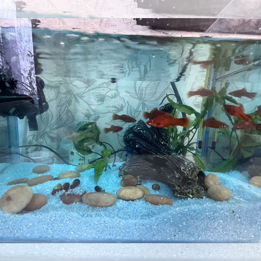 Аквариумные рыбки