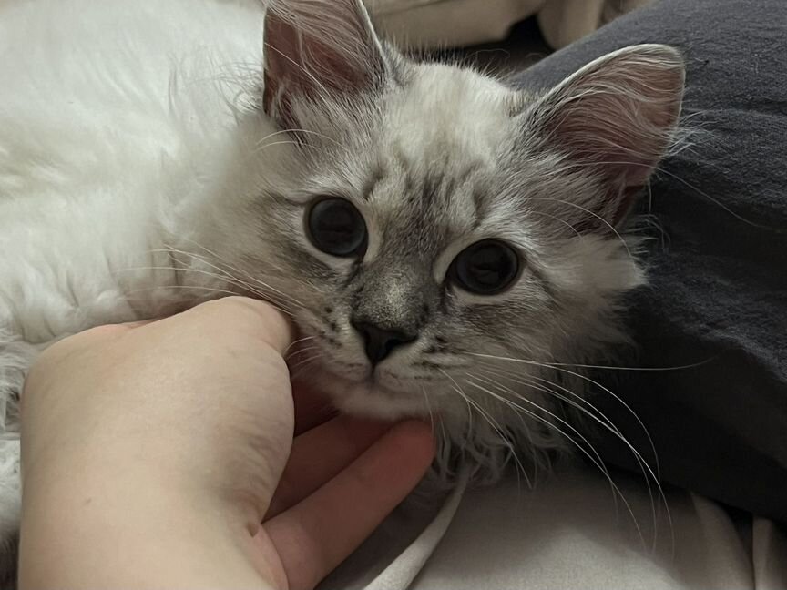Сибирский кот