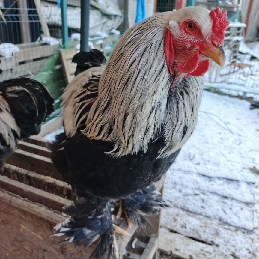 Петух Брама серая