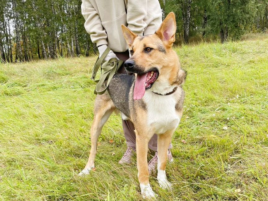 Самый преданный пёс из приюта ждёт вас