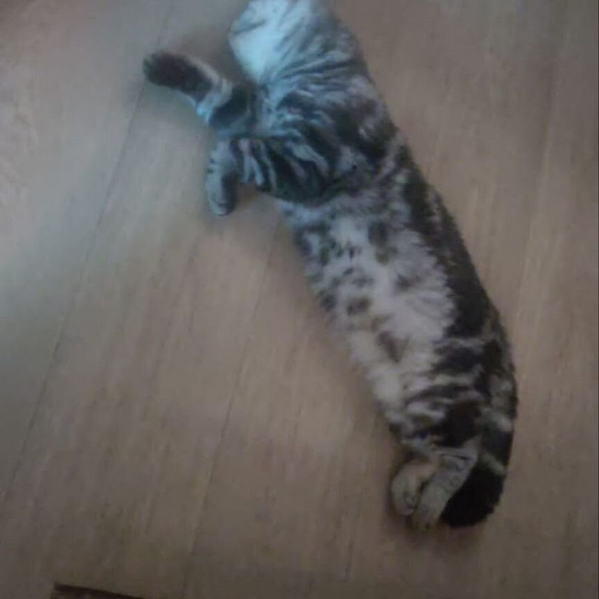Шотландский котик