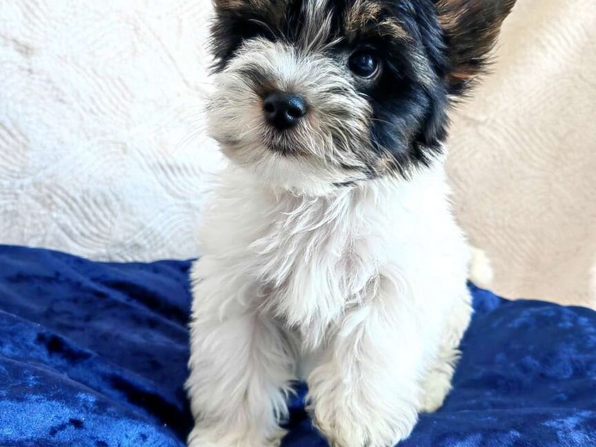 Бивер мальчик