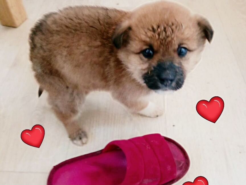 Щенок солнечная малышка 1 месяц