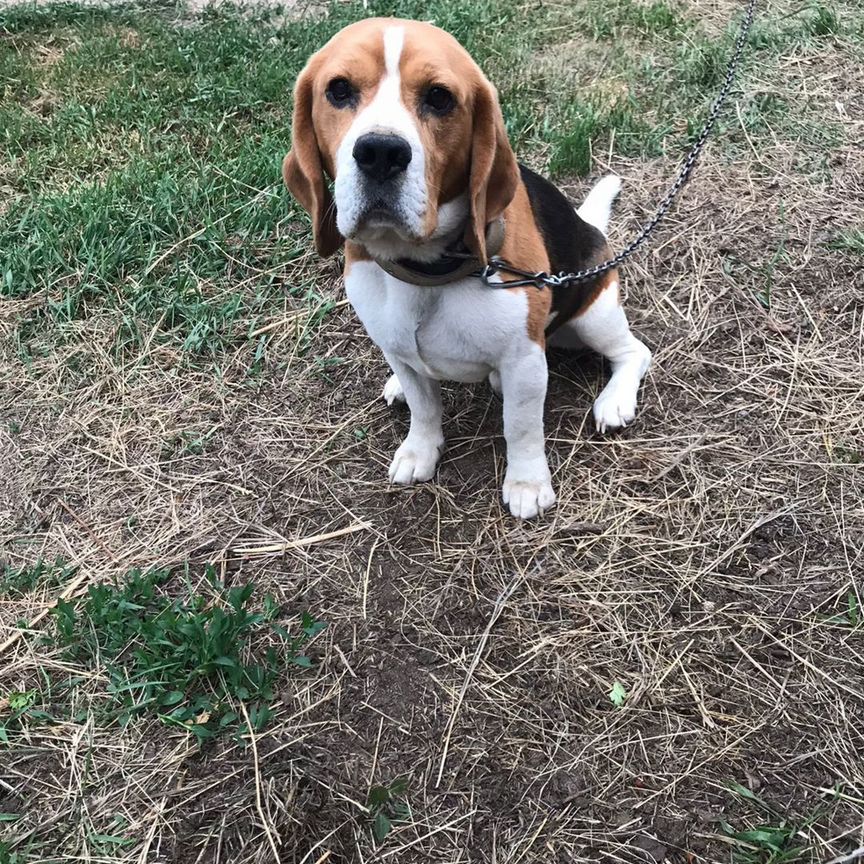 Кобель бигль