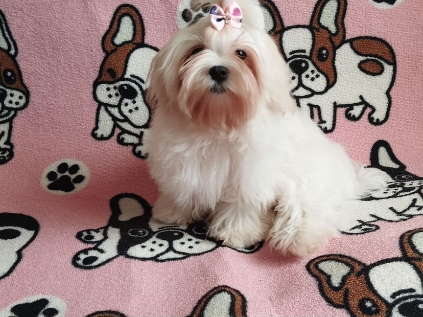 Мальтезе девочка -красавица