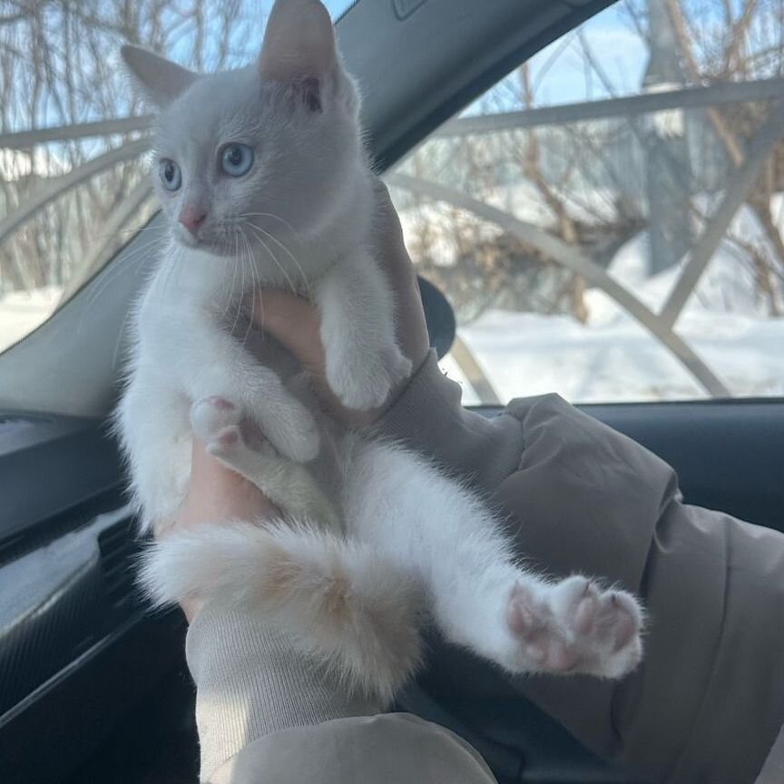 Котёнок в добрые руки