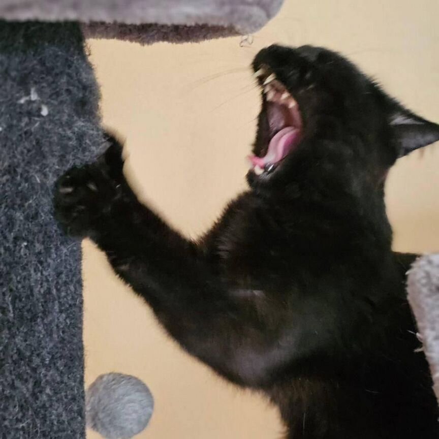 Коты в добрые руки