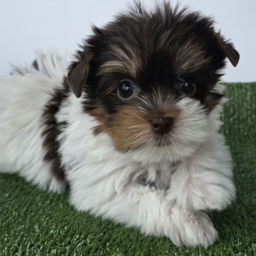 Бивер-йоркширский терьер, щенок