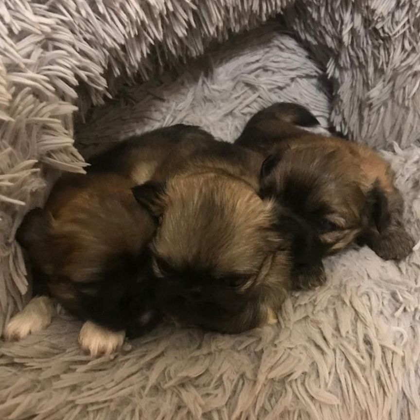 Пекинес, щенок