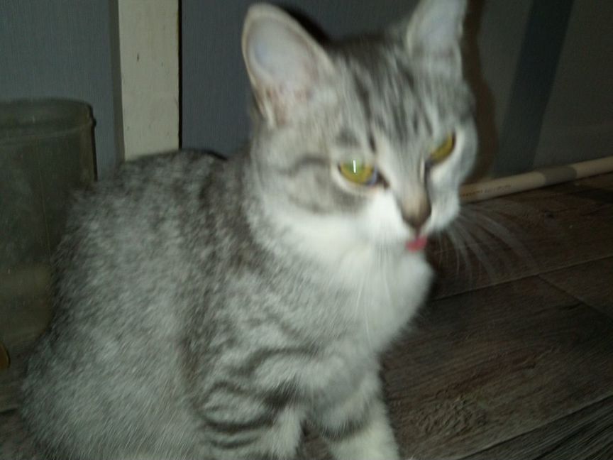 2 котика братика