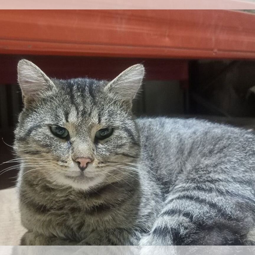 Кот в добрые руки