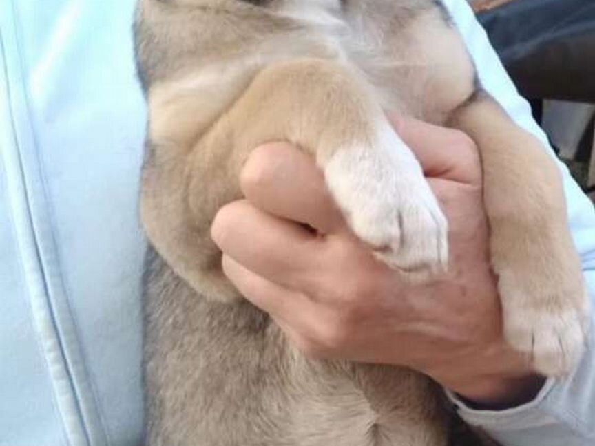 Щенок обаятельная девочка в добрые руки