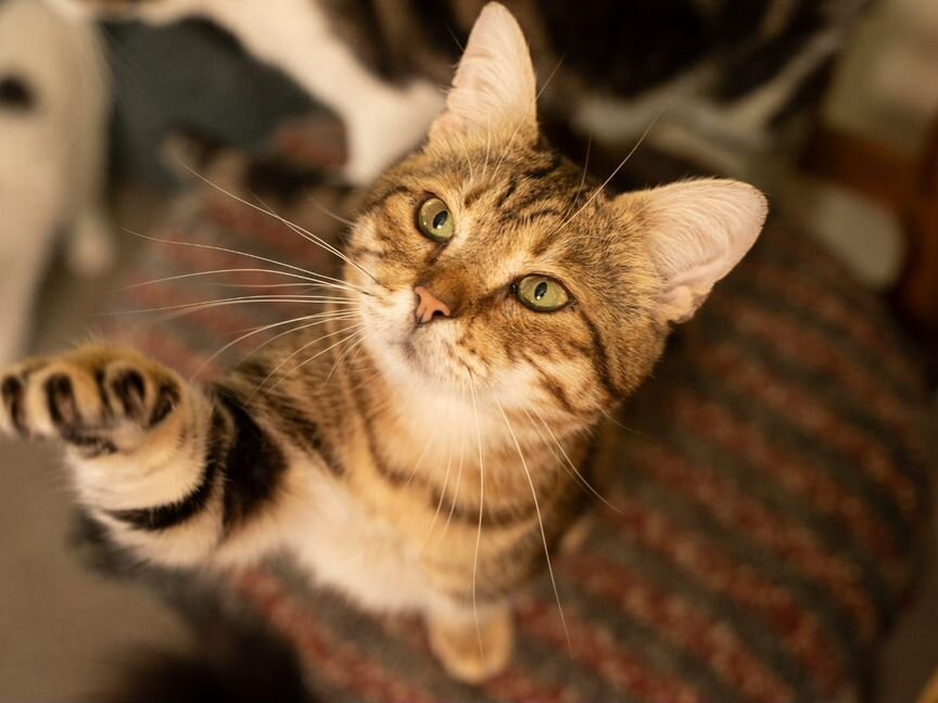 Заберите меня из приюта