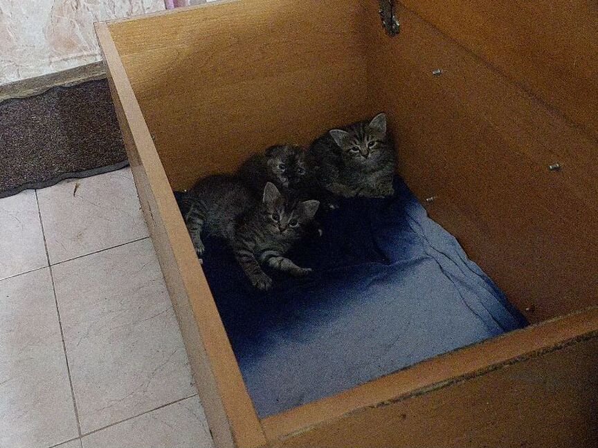 Котята от вислоухой мамочки. Отдам в хорошие руки