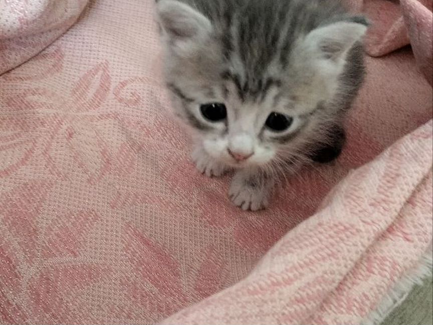 Кошка в дар бесплатно