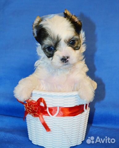 Крошка бивер