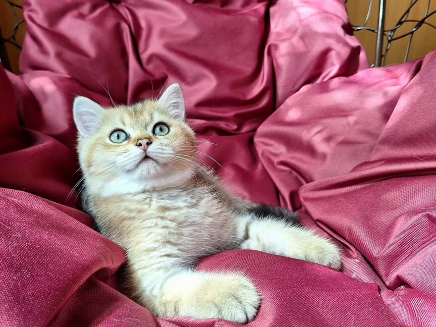 Ласковый британский котик. Золотая шиншилла