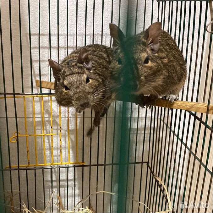 Белка дегу с клеткой