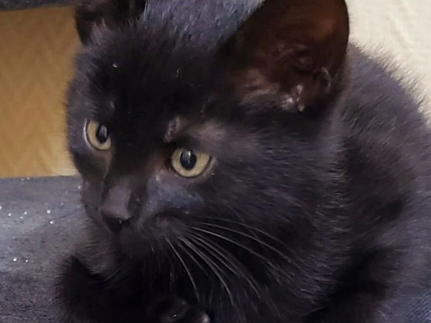 Очень милый черненький котенок (кошечка)