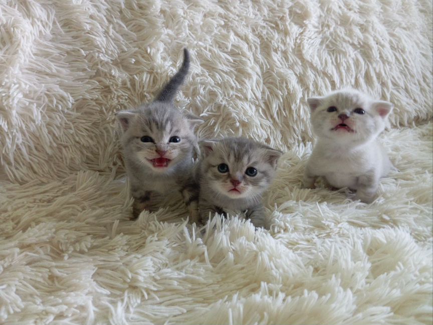 Шотландские вислоухие котята