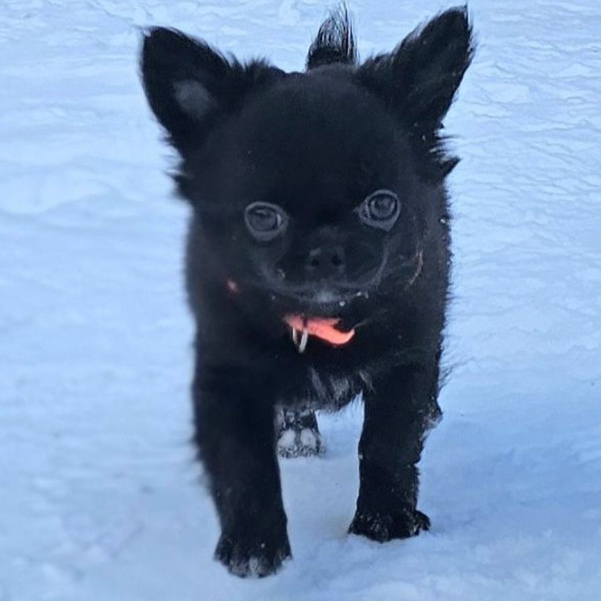 Чихуахуа, щенок