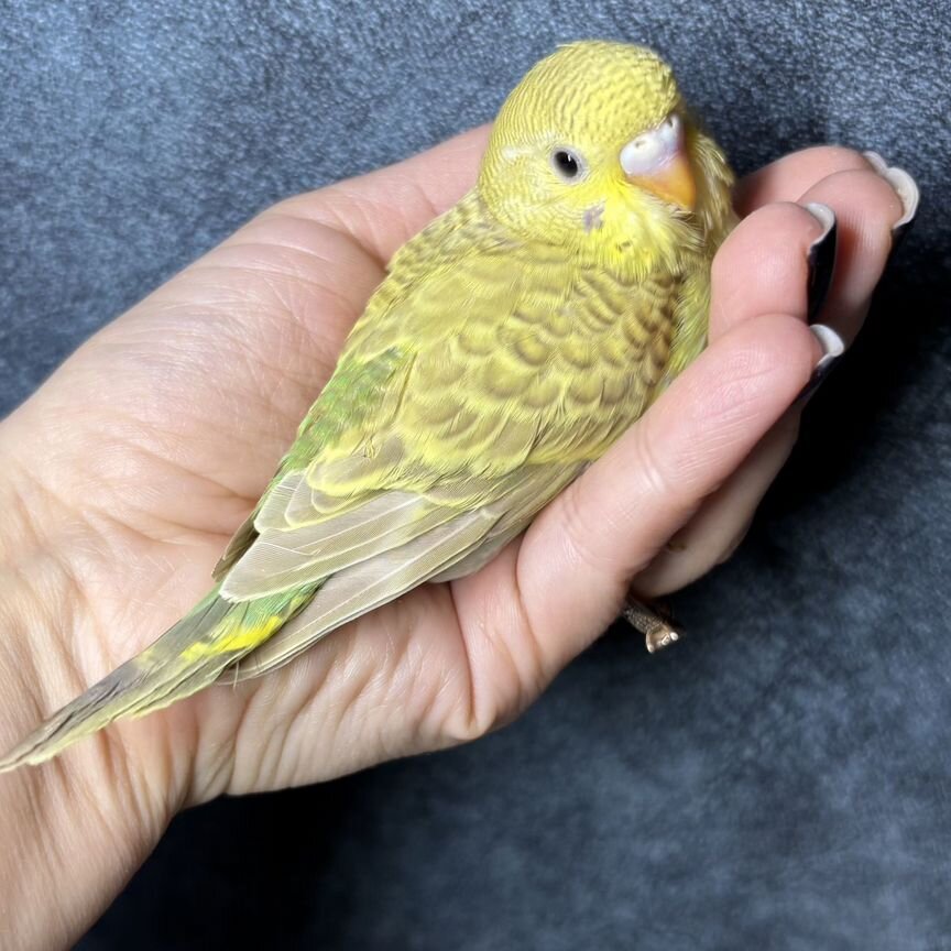 Волнистый попугай. Птенцы из гнезда