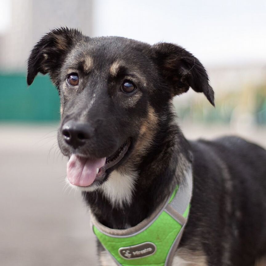 Щенок Лотти ищет семью