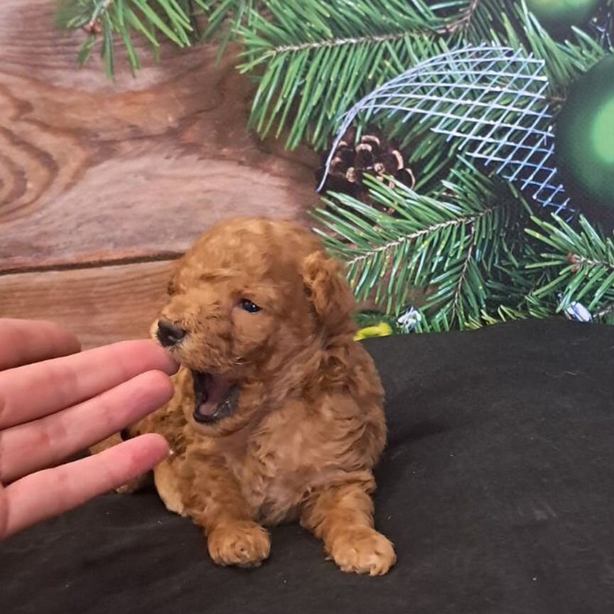 Пудель, щенок