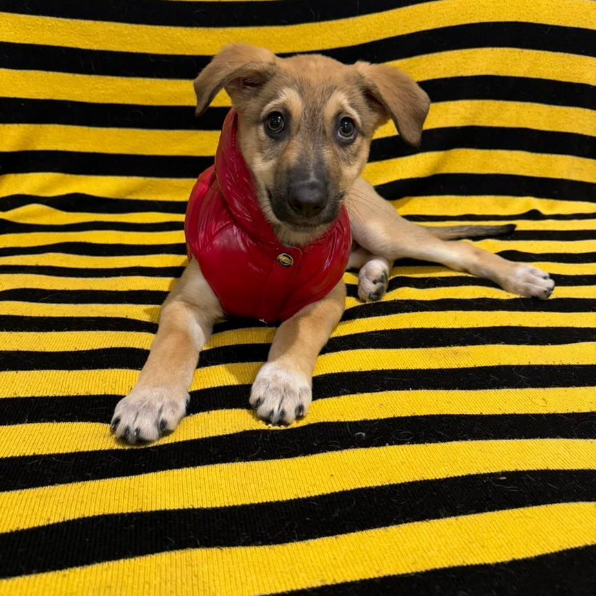 Щенок ищет дом