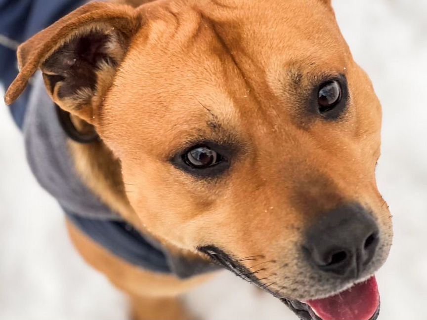 Стаффордширский терьер