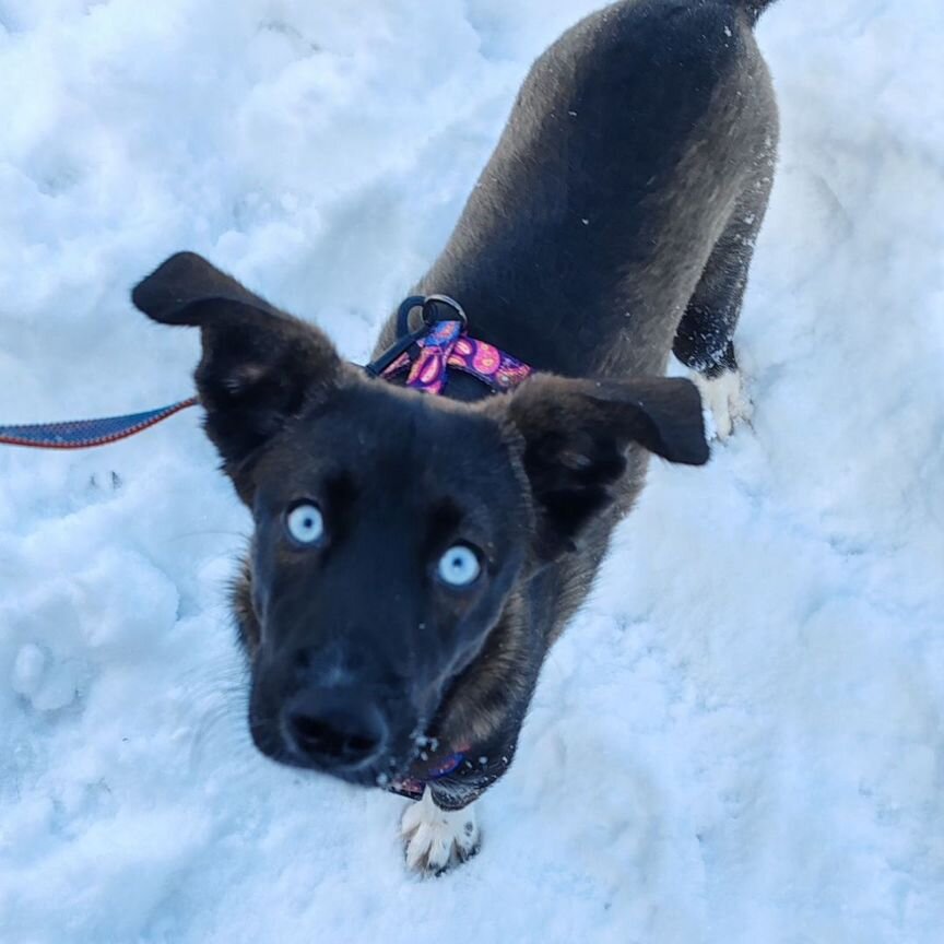 Щенок с голубыми глазами