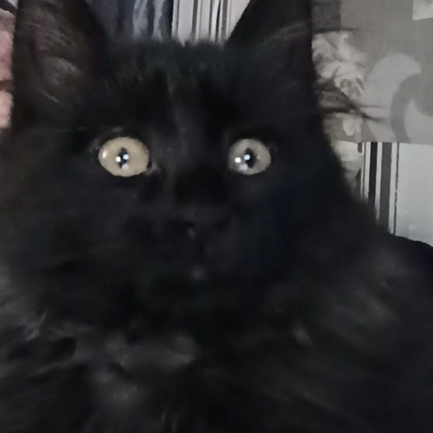 Отдам котёнка