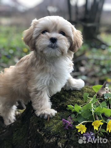 Щенки мальтипу f1 мини