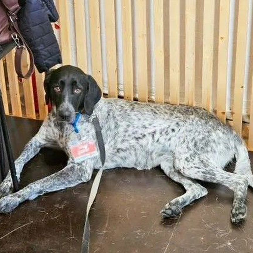 Дратхаар фенотип из приюта бесплатно