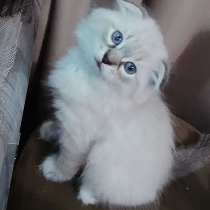 Невский маскарадный котёнок
