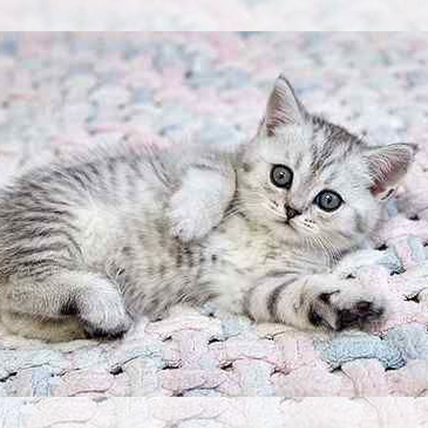 Британский короткошёрстный котёнок