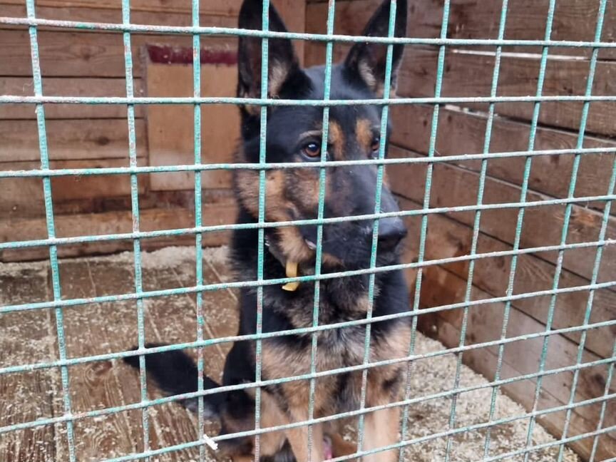 Собака в добрые руки