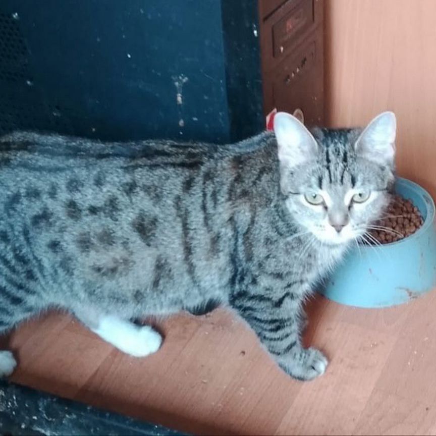 Кошечка Фрося