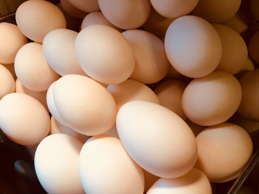 Яйцо инкубационное утки Голубой фаворит оптом