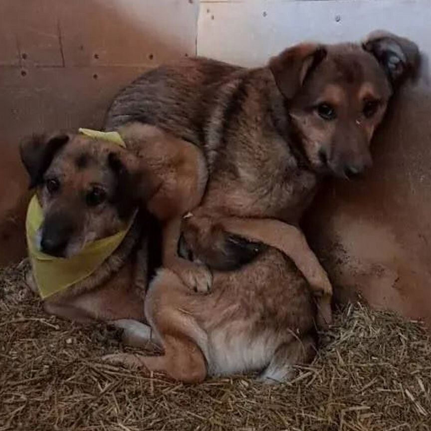 Взрослая собака в добрые руки