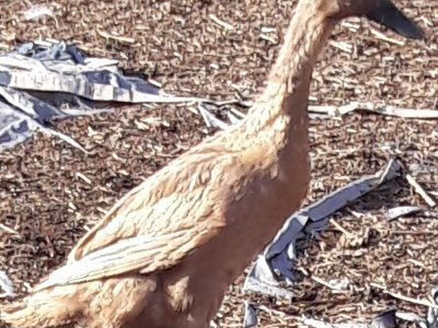 Уточка индийский бегун