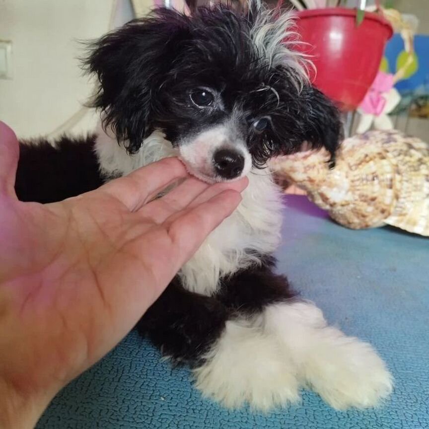 Китайская хохлатая, щенок