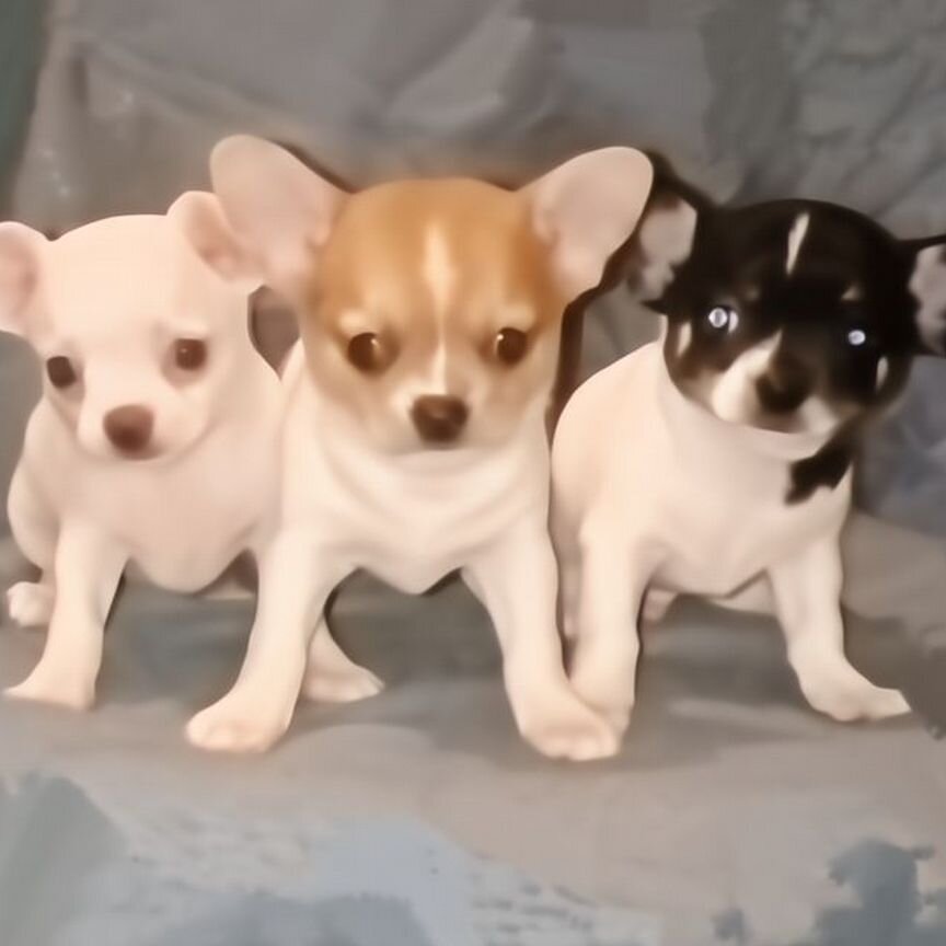 Чихуахуа, щенок