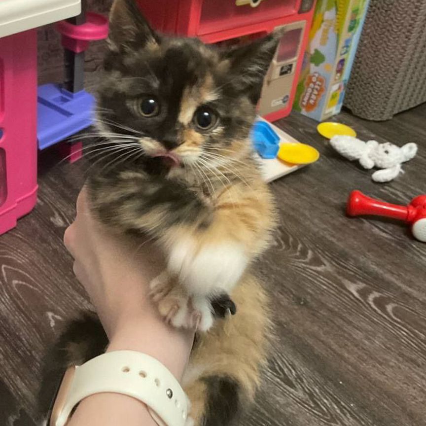Продам котенка британского