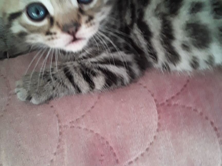 Кошки в добрые руки породистые